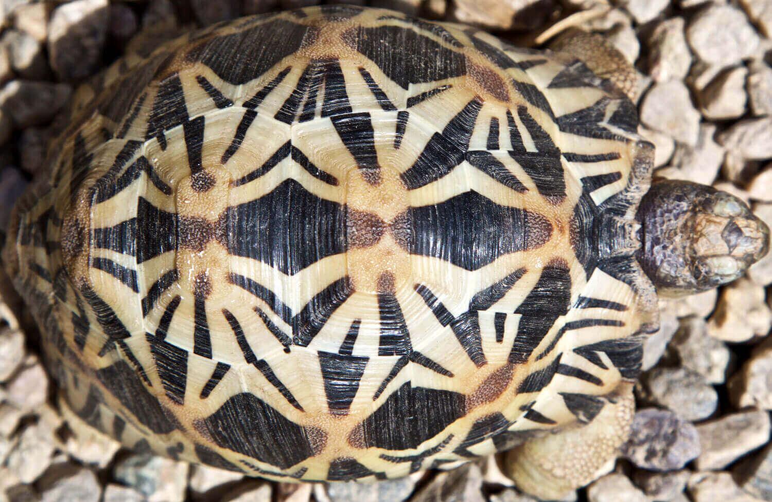 Mr. Goode's Turtles - Hesperios