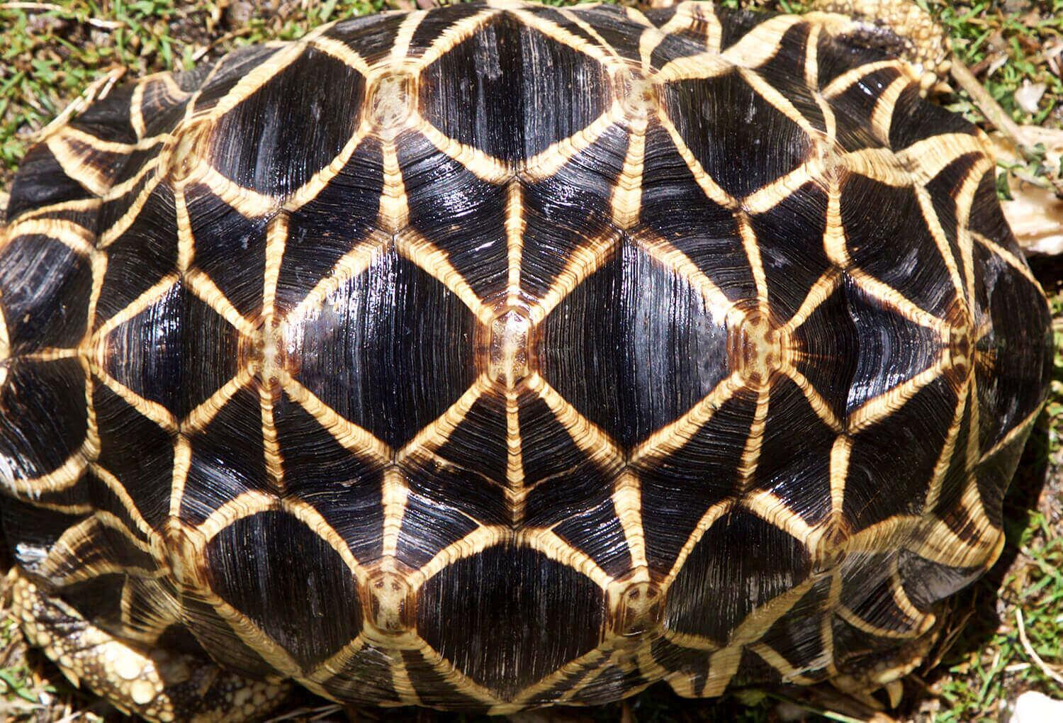 Mr. Goode's Turtles - Hesperios